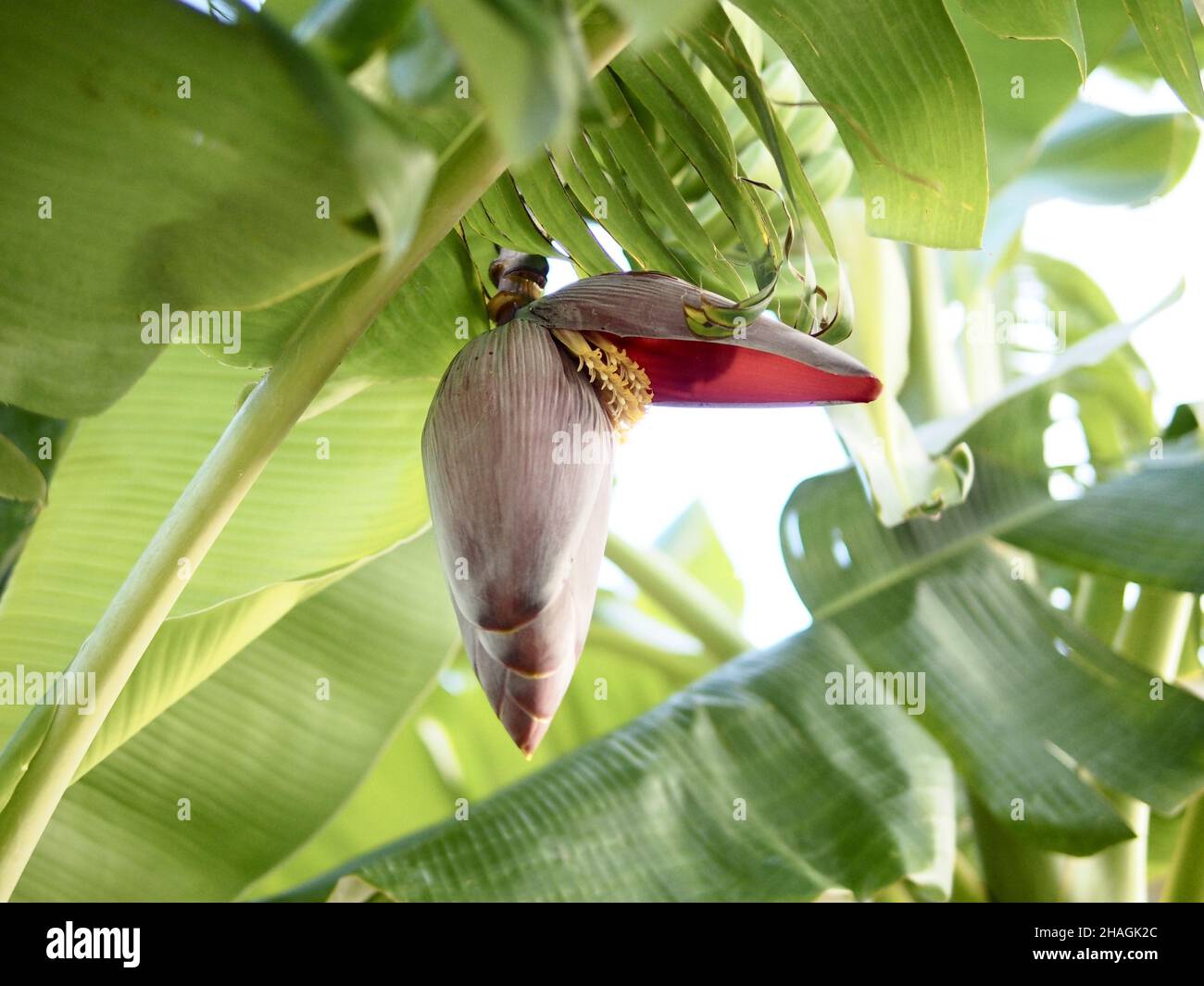 Closeup shot of a musa acuminata banana flower Stock Photo - Alamy