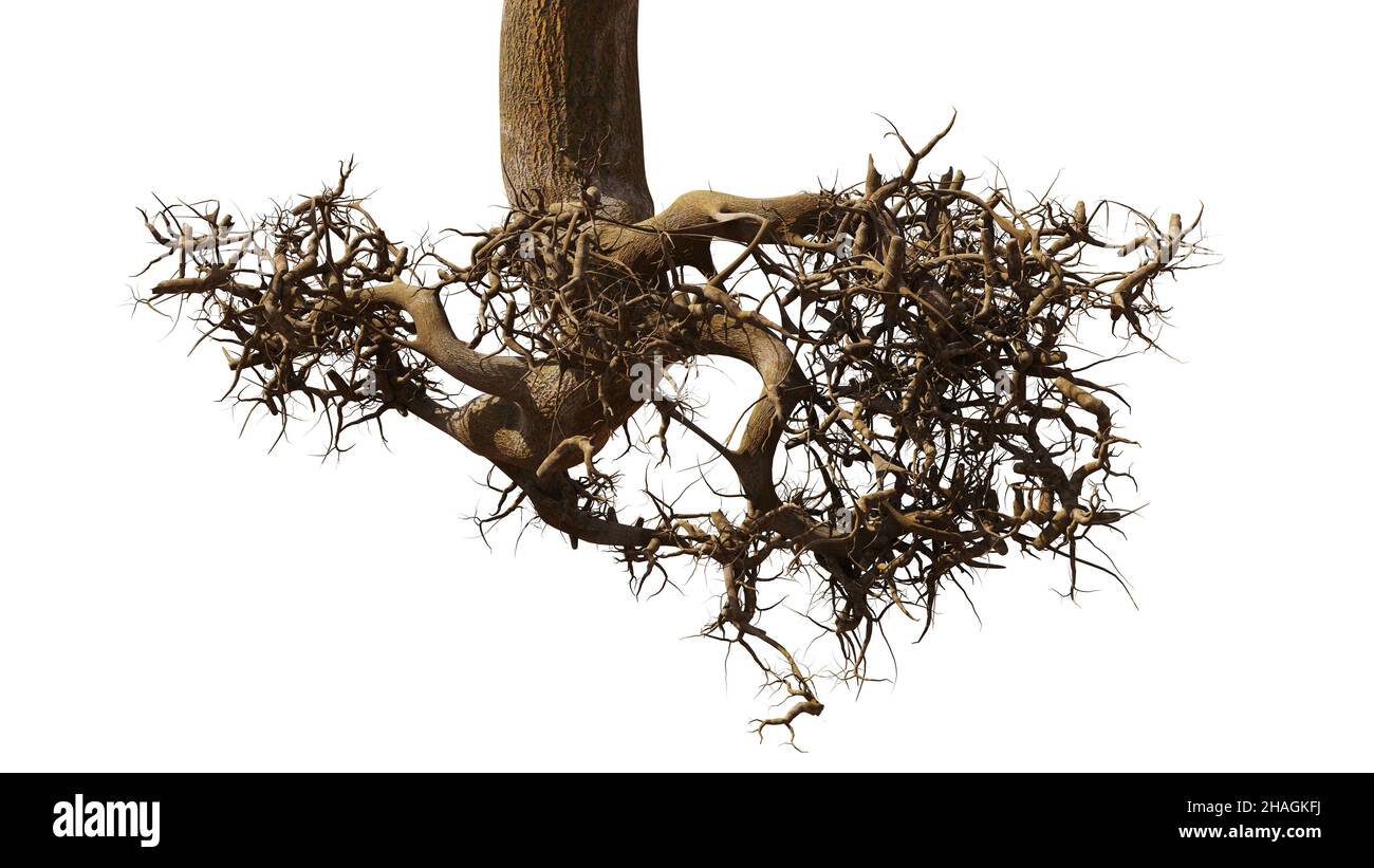 Strong stem Cut Out Stock Images & Pictures - Alamy