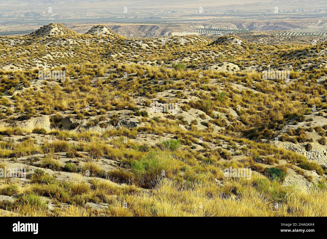 Last steppes in the fields of Granada Stock Photo - Alamy