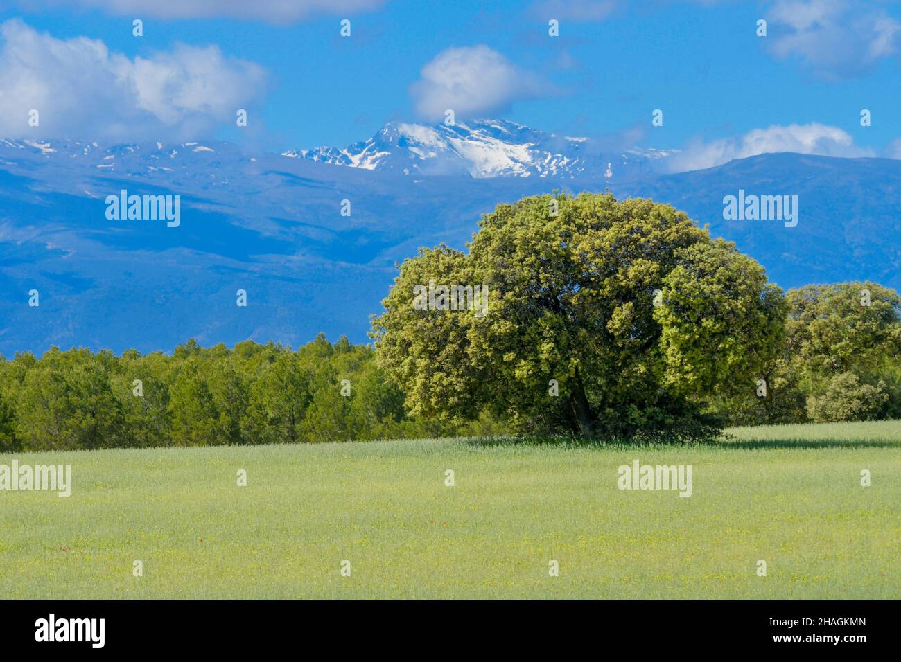 Grassland steppes hi-res stock photography and images - Alamy