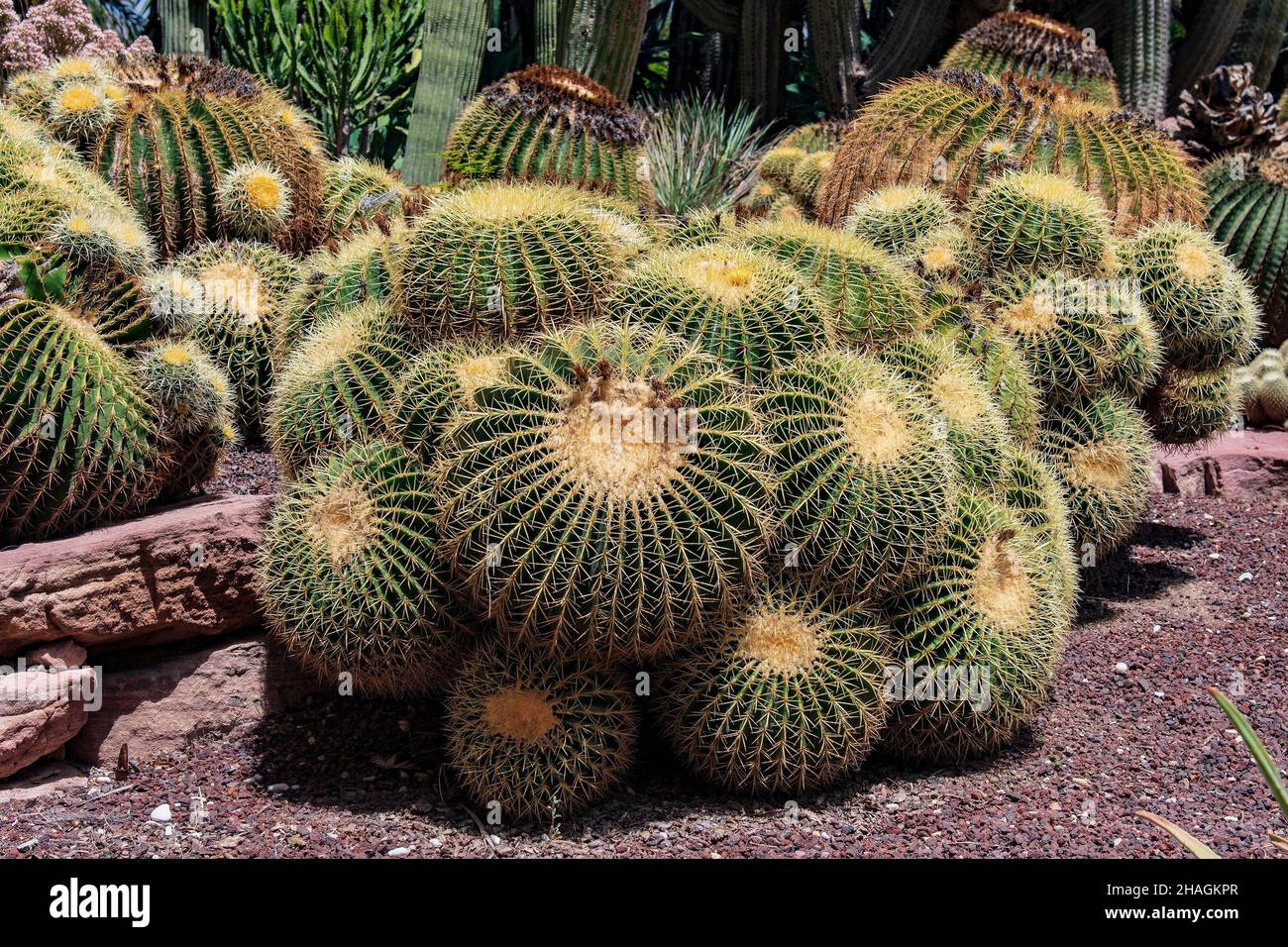 Cactus in the botanical garden Stock Photo - Alamy