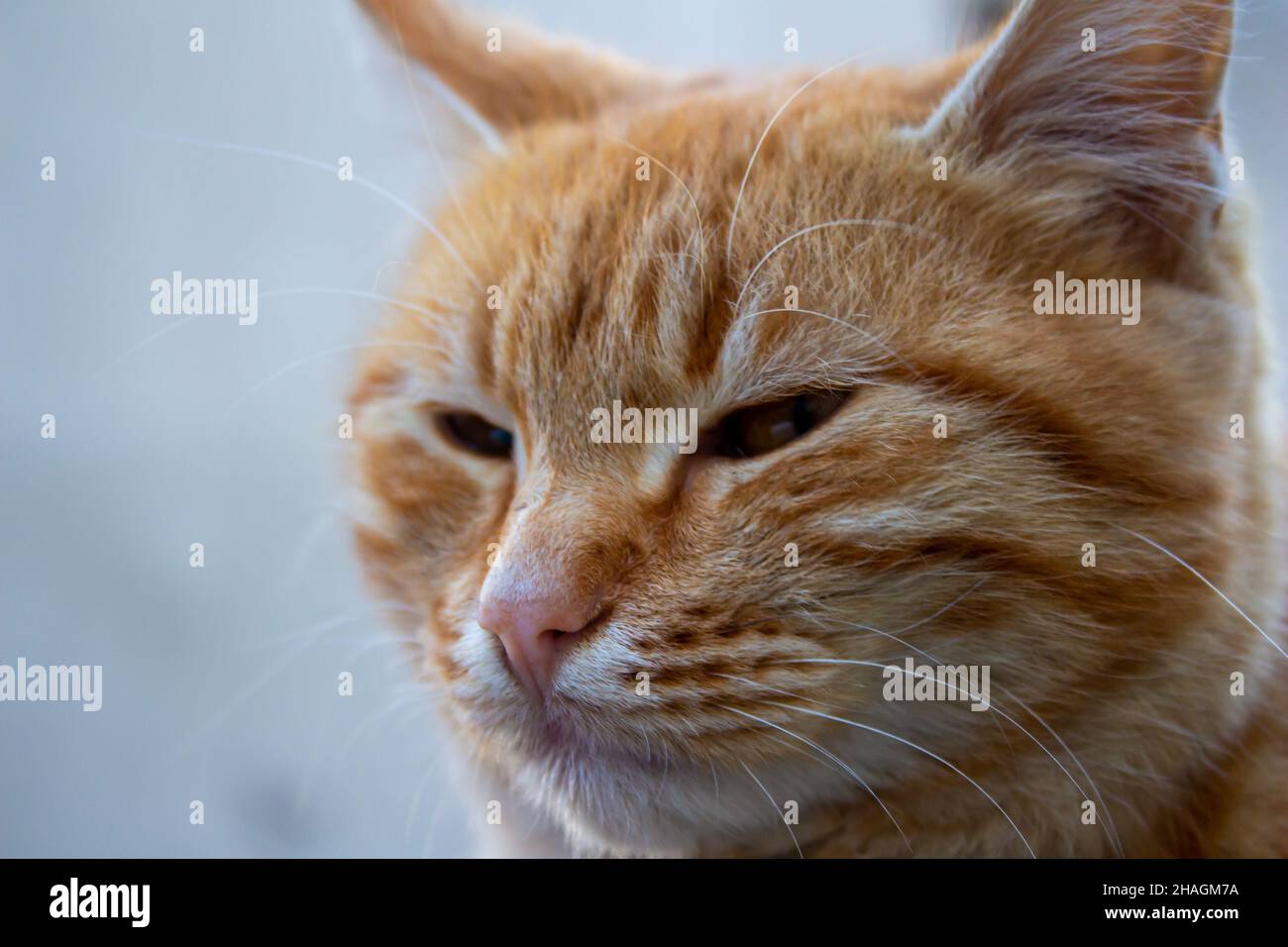 Angry cat concept hi-res stock photography and images - Alamy