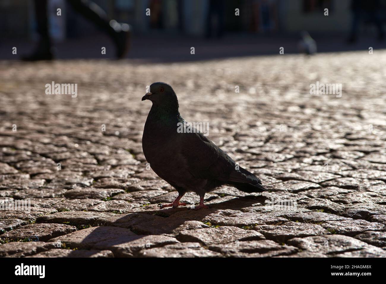 Black pigeon hi-res stock photography and images - Alamy