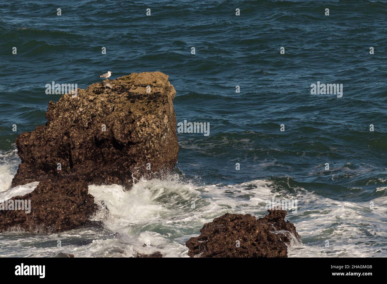 Gull on top of a coastal rock at sunrise Stock Photo - Alamy