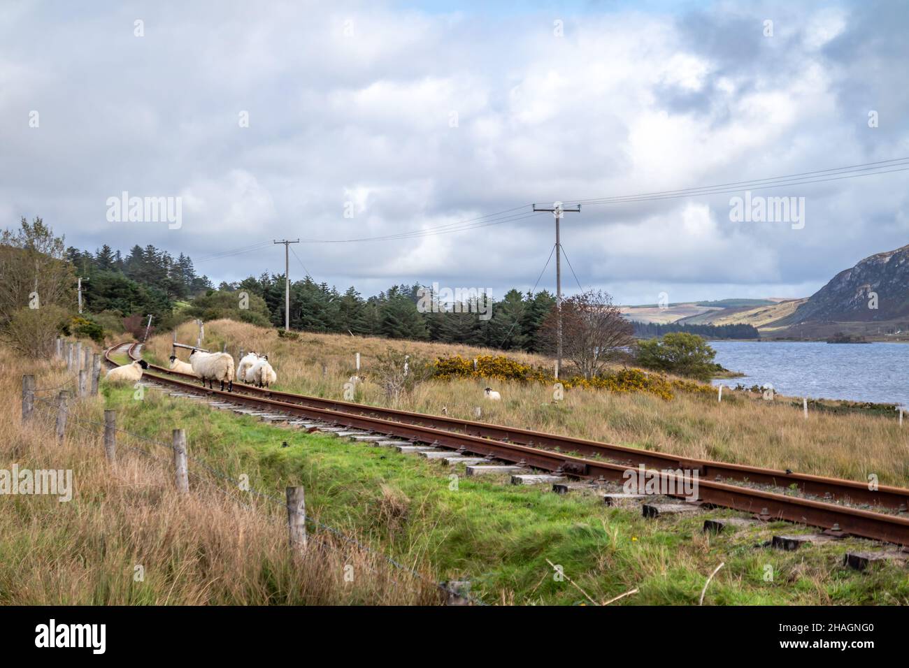 Sheep on railway tracks beside Lough Finn in Donegal- Ireland Stock ...