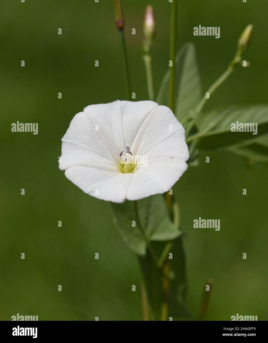 Ackerwinde, Convolvulus arvensis, ist eine Wild-und Heilpflanze mit ...