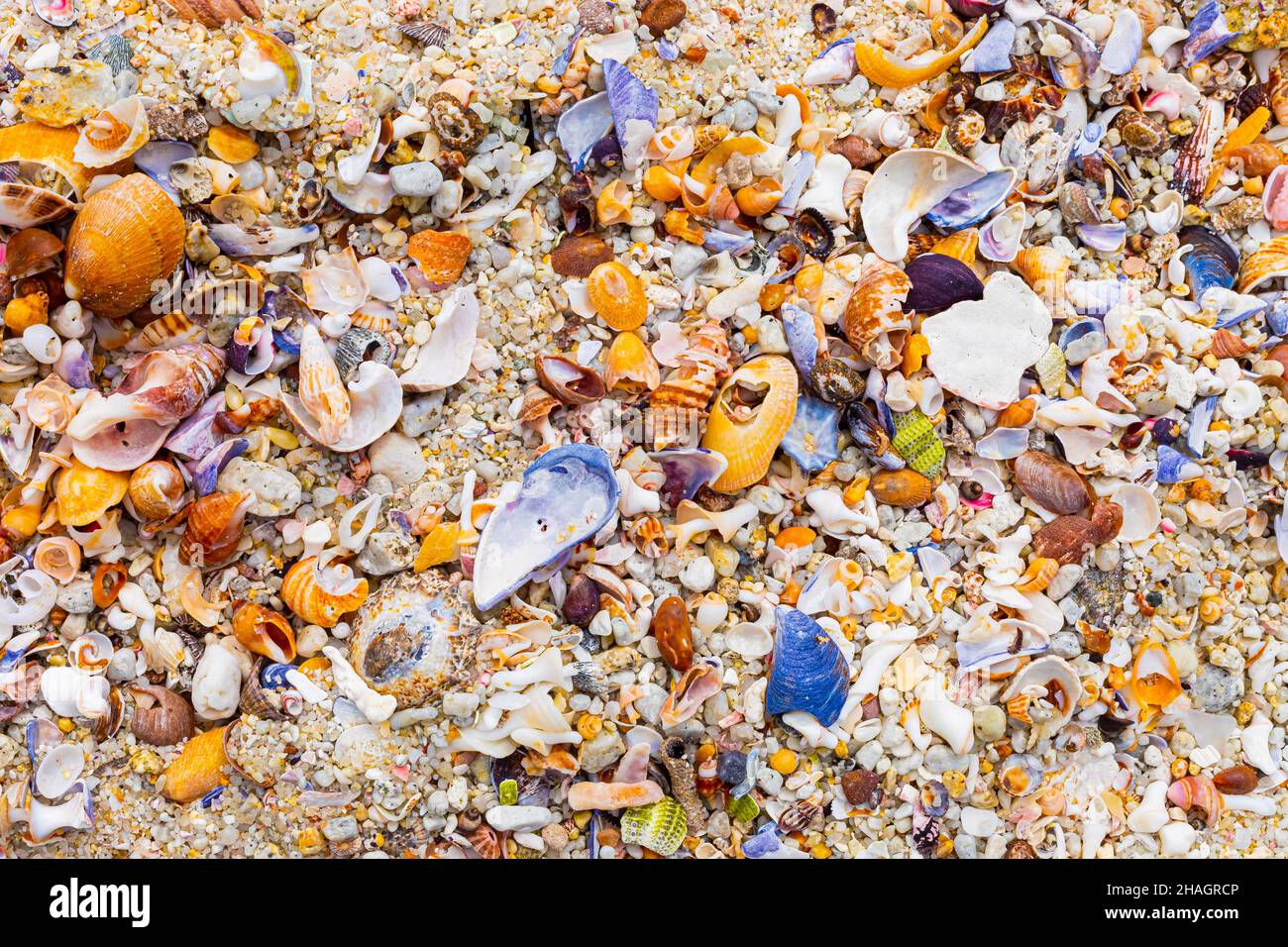 Overhead view of washed up and broken sea shells on sandy beach in Cape ...