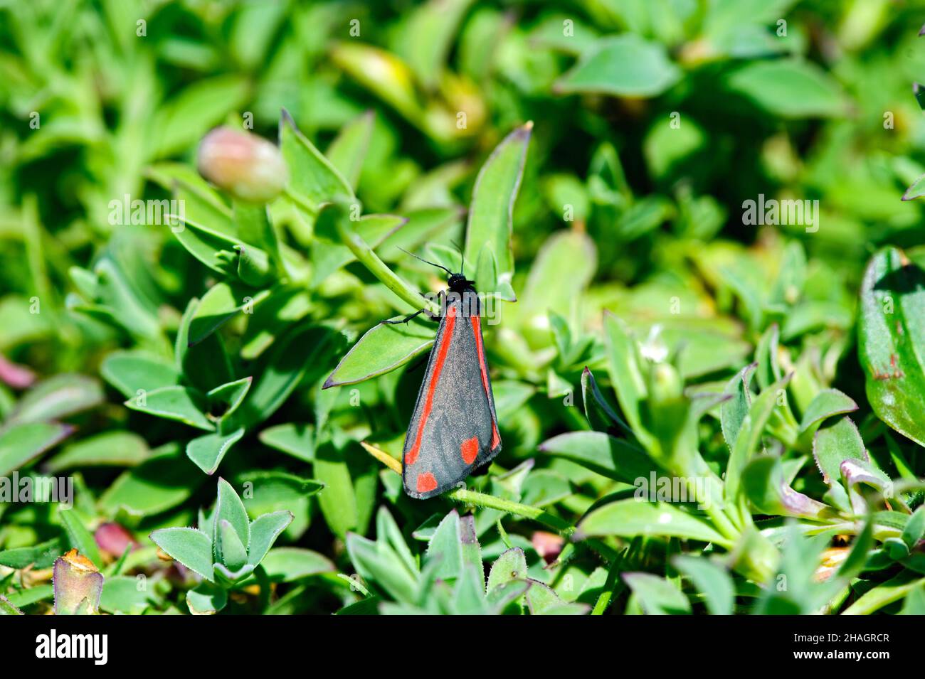 Cinnabar moth butterfly resting on grass Stock Photo - Alamy