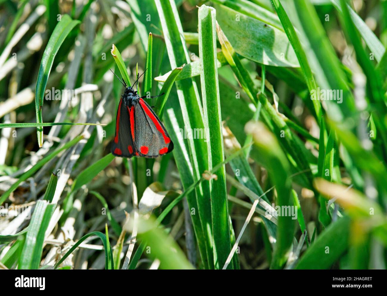 Cinnabar moth resting on grass Stock Photo - Alamy