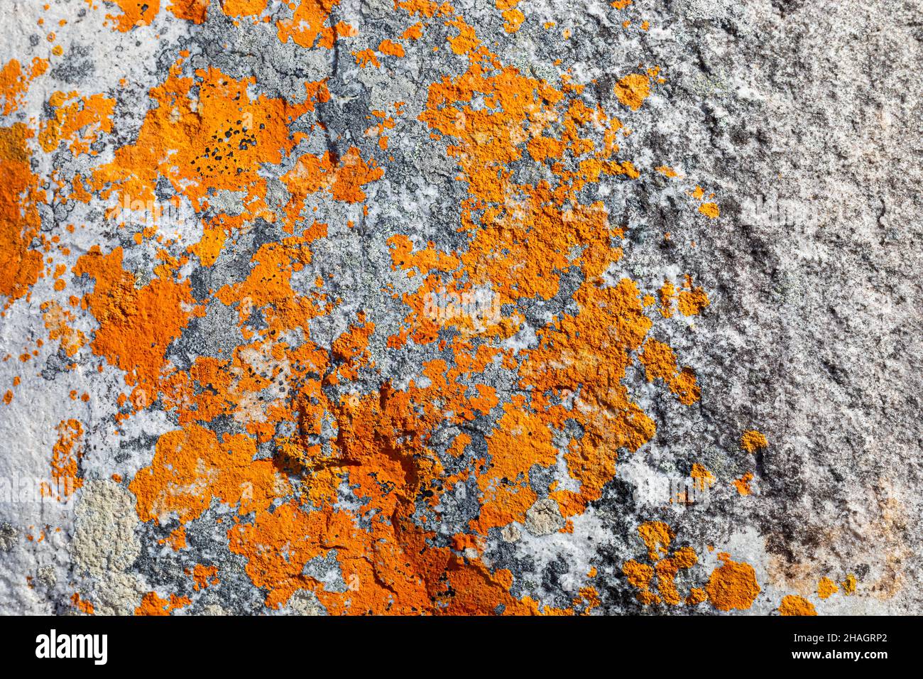 Macro texture of mostly orange red lichen moss growing on mountain rock ...