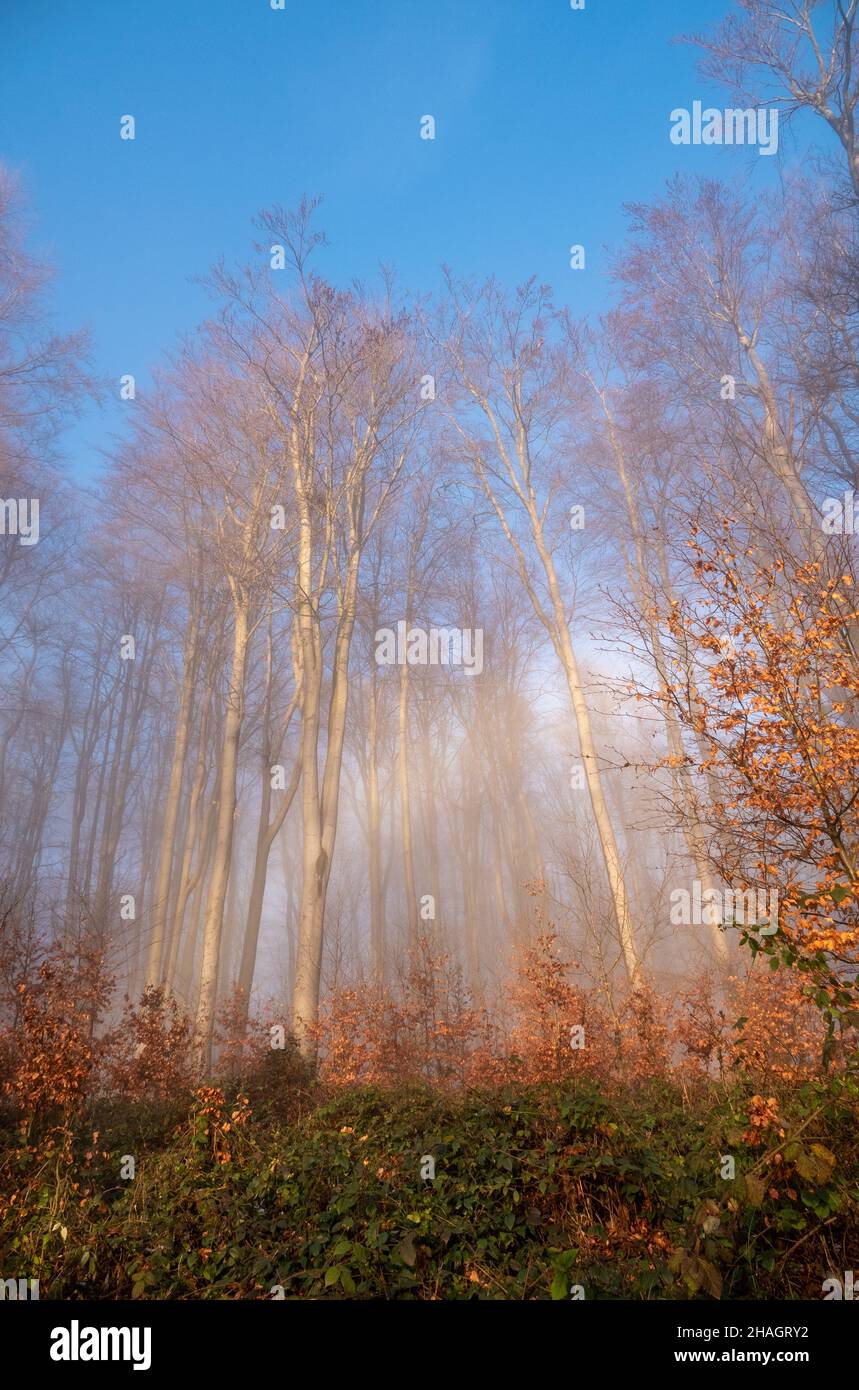 Autumn landscape with the sun warmly illumining the scene Stock Photo ...