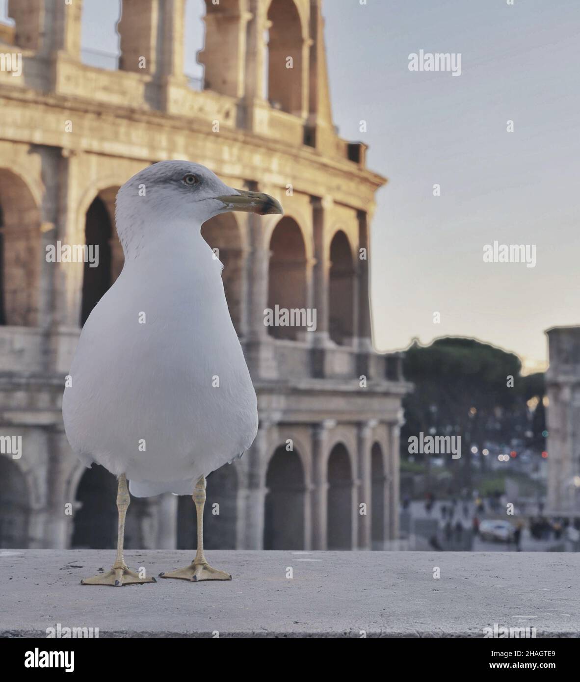 Vertical shot of a gull in front of the Colosseum, Rome, Italy Stock ...