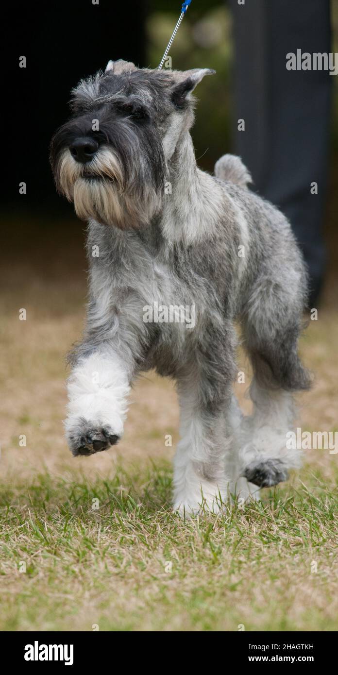 Miniature Schnauzer prancing at a dog show Stock Photo - Alamy