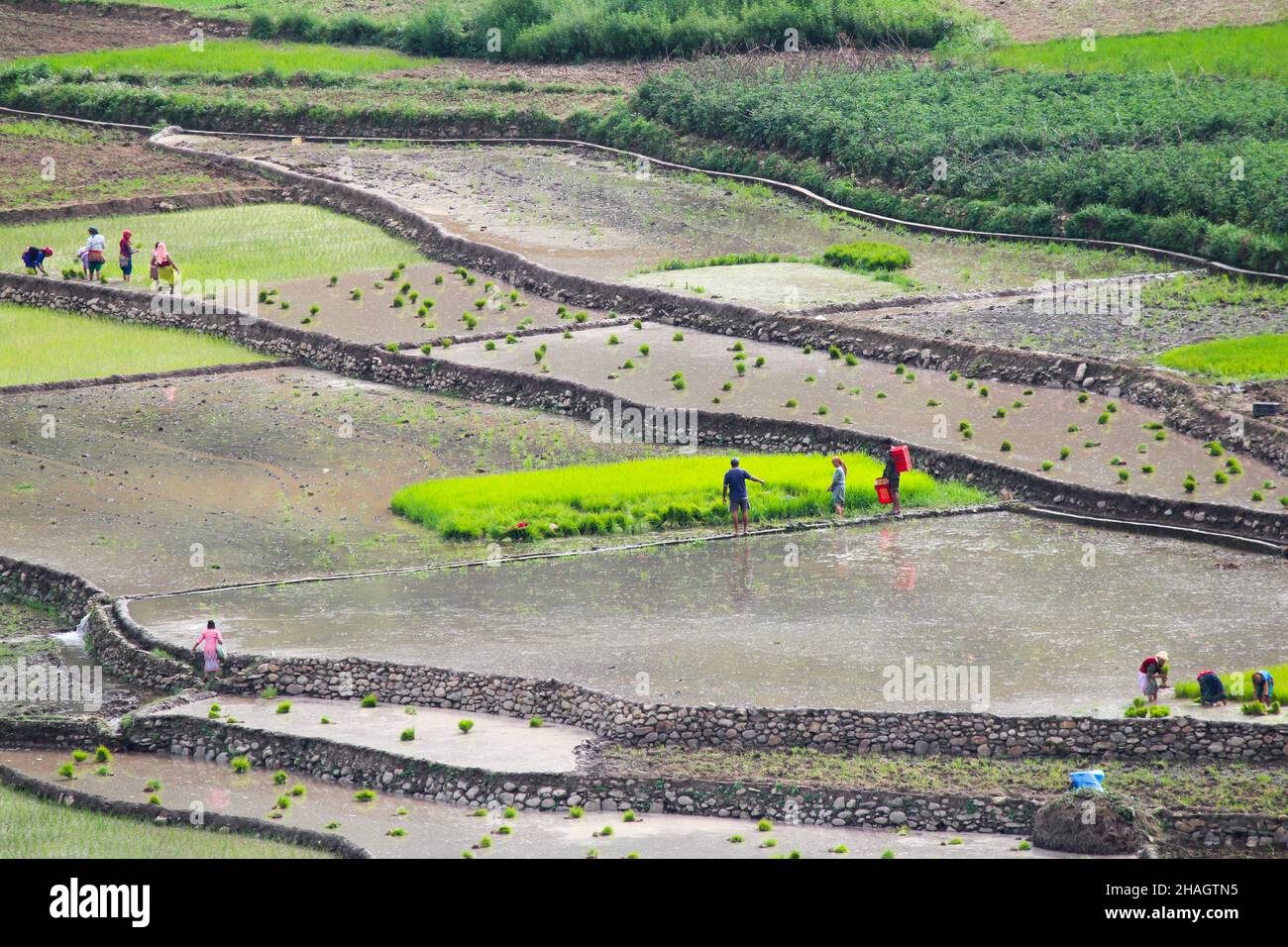 Landscape of farm fields covered in greenery and water in Uttarakhand ...