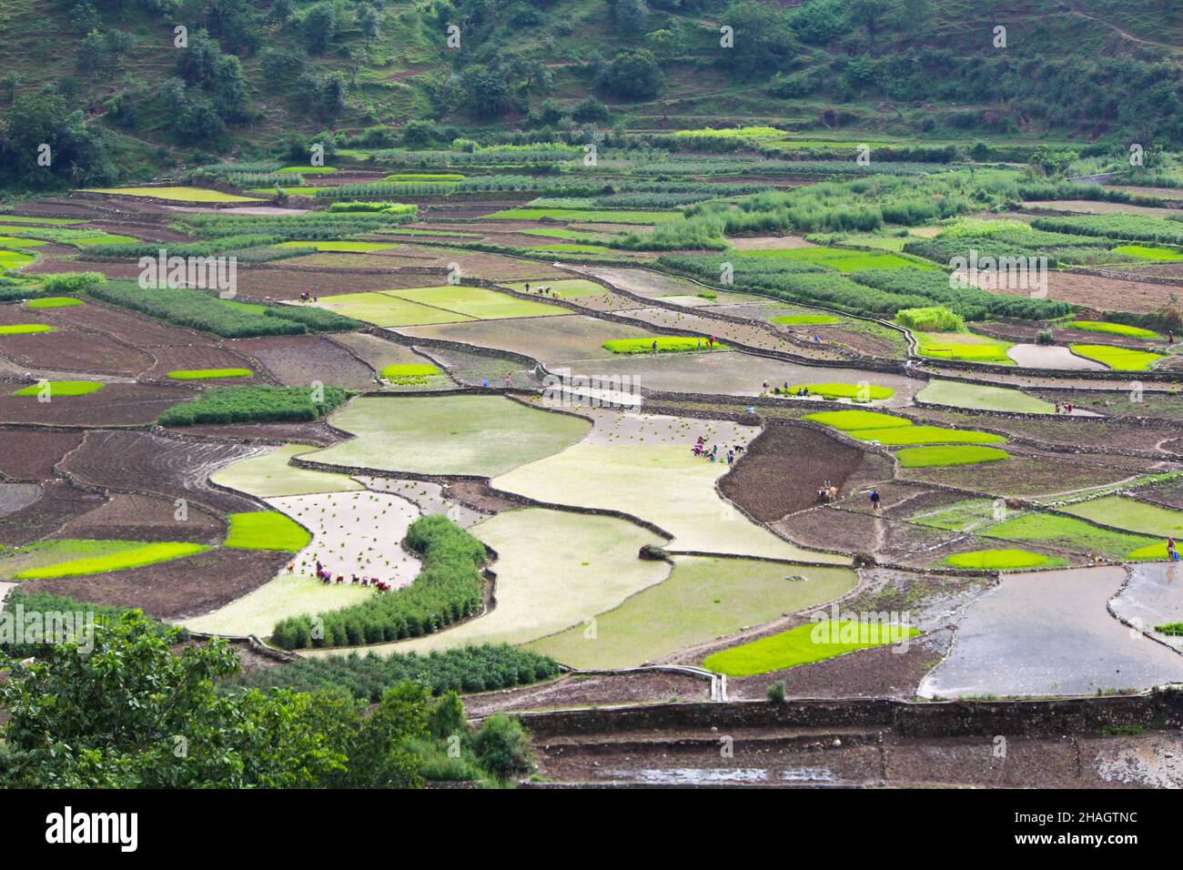 Landscape of farm fields covered in greenery and water in Uttarakhand ...