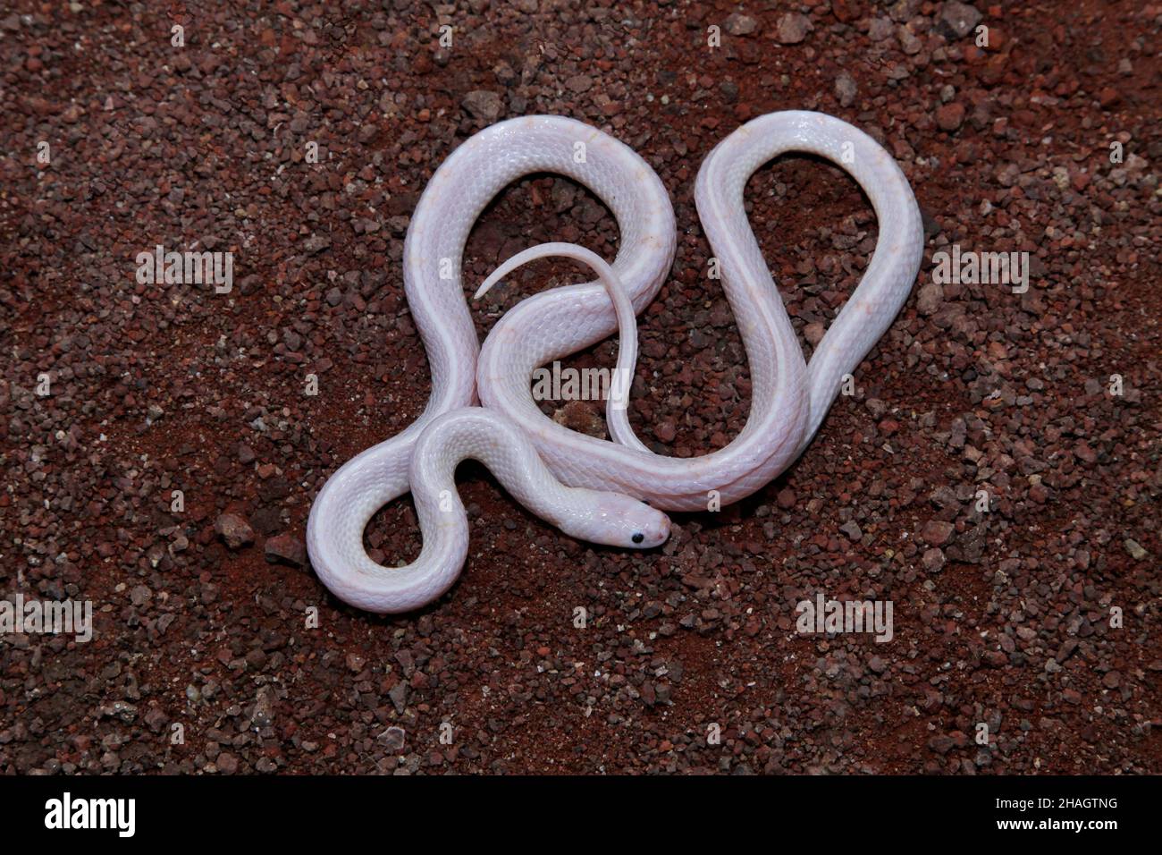 Dorsal view of Albino Common Krait, Bungarus caeruleus, Satara ...