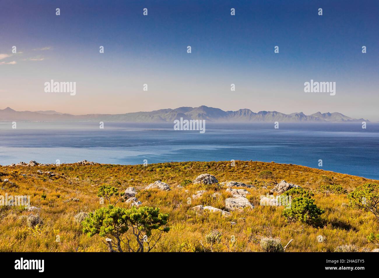 Coastal mountain landscape with fynbos flora in Cape Town South Africa ...