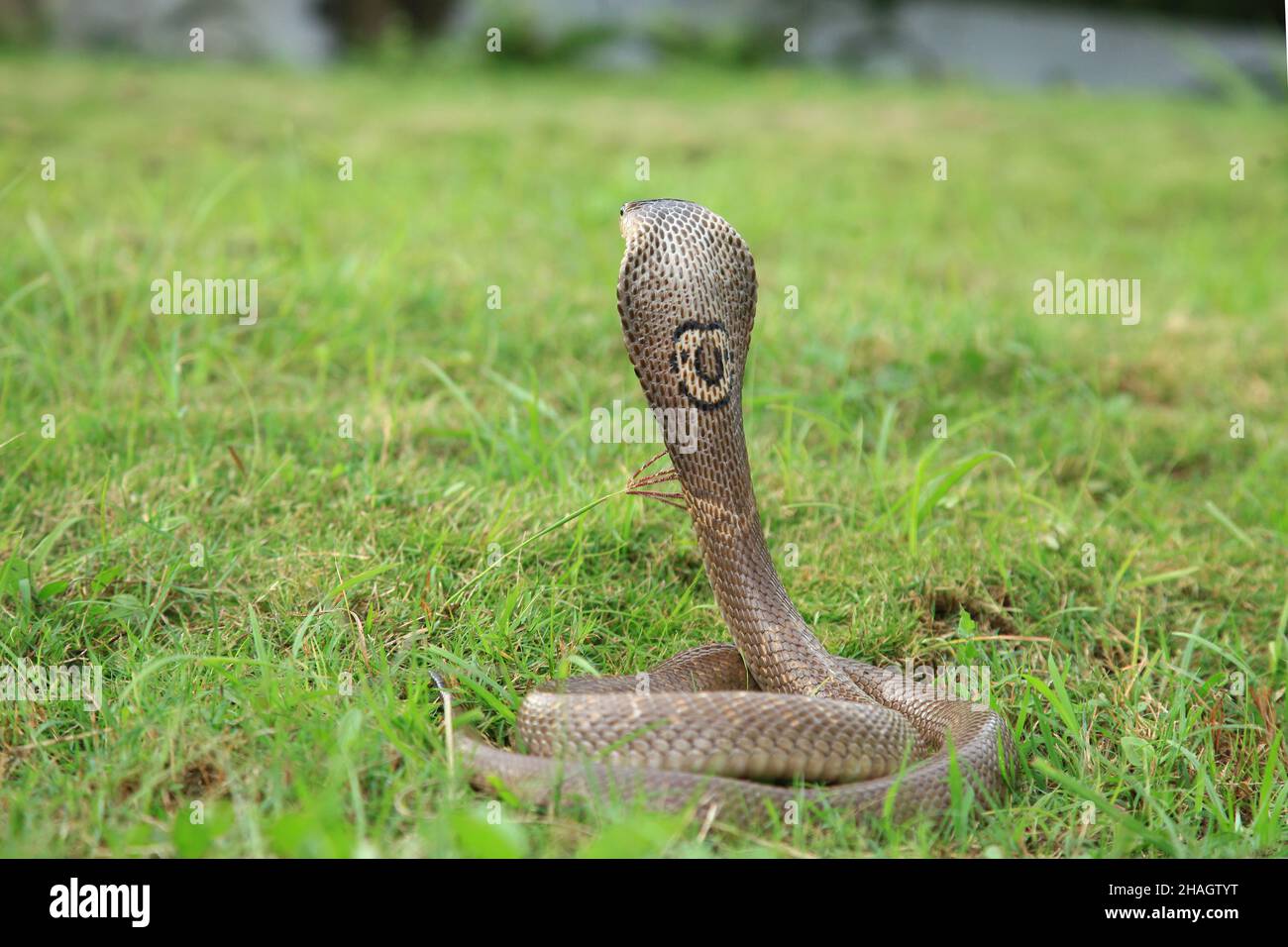 Monocled cobra, Naja kaouthia, also called monocellate cobra, or Indian ...