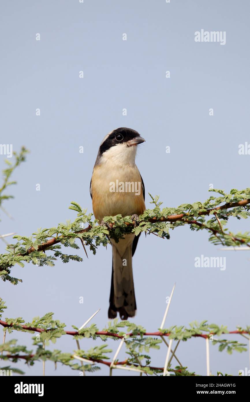 Laniidae hi-res stock photography and images - Alamy