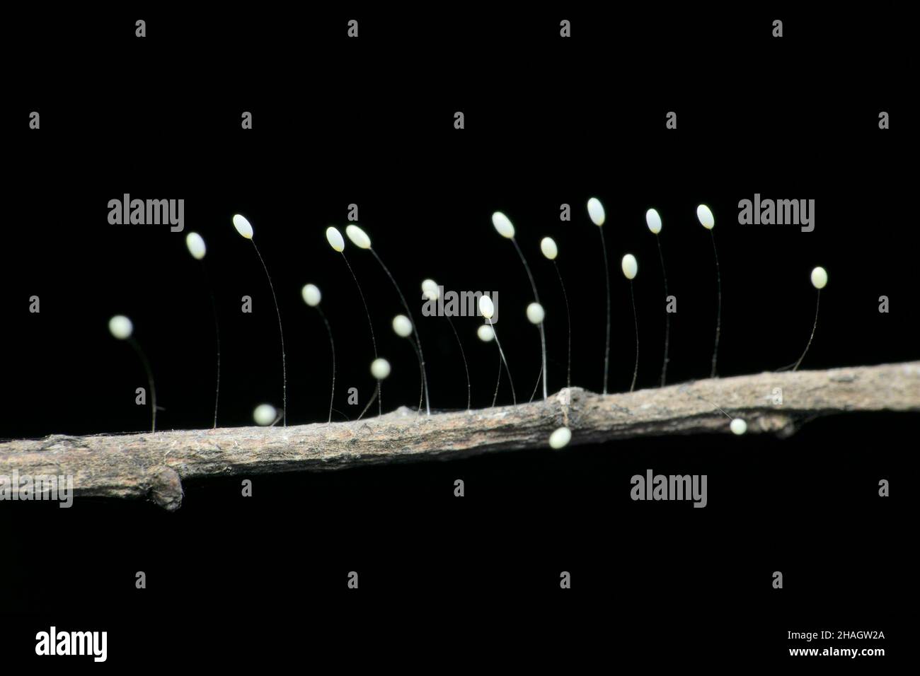 Life cycle of insect hi-res stock photography and images - Alamy