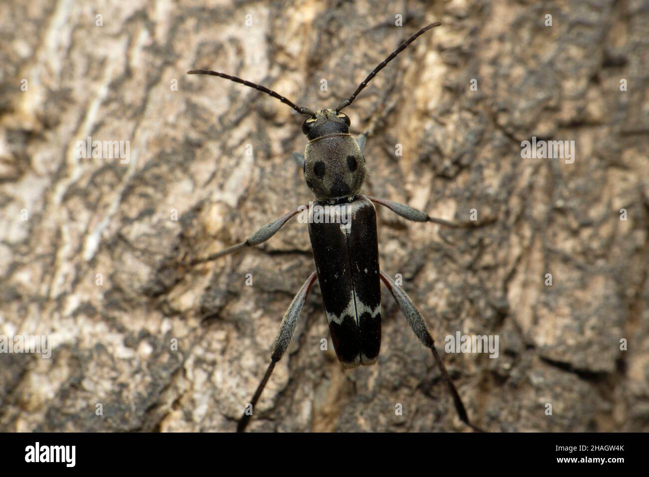 Indian beetle hi-res stock photography and images - Alamy
