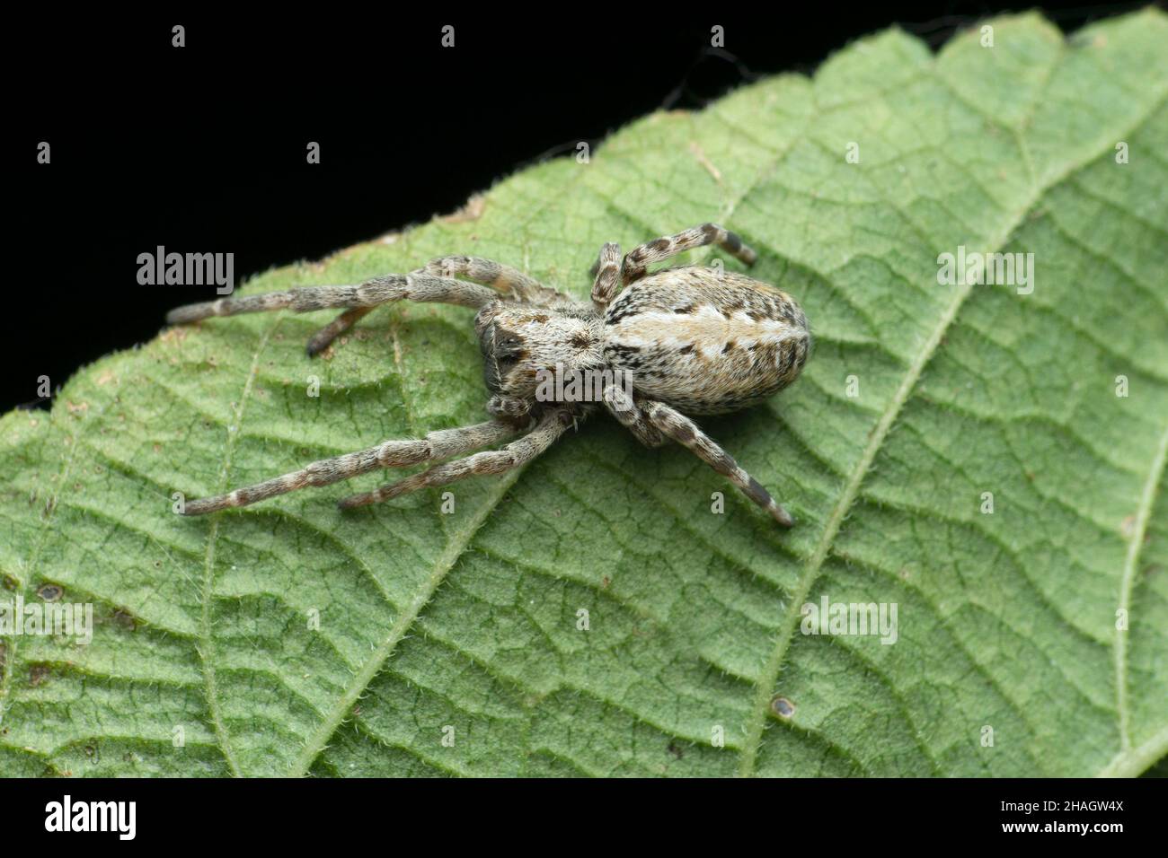 Indian social spider, Stegodyphus dumicola, Western ghats India Stock ...