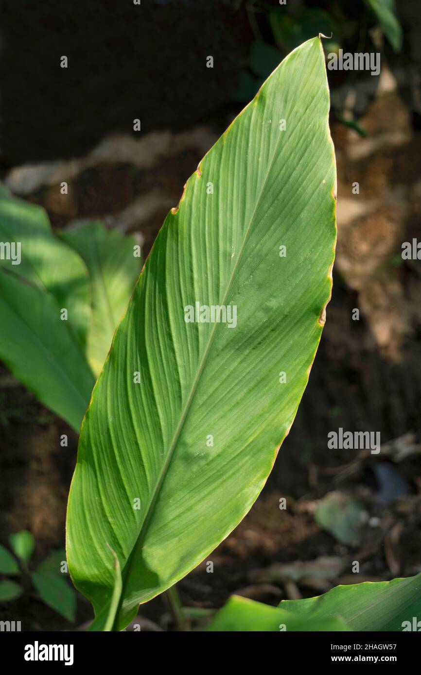 Leaf of Indian shot, Canna indica its use for biodegradable plastic ...