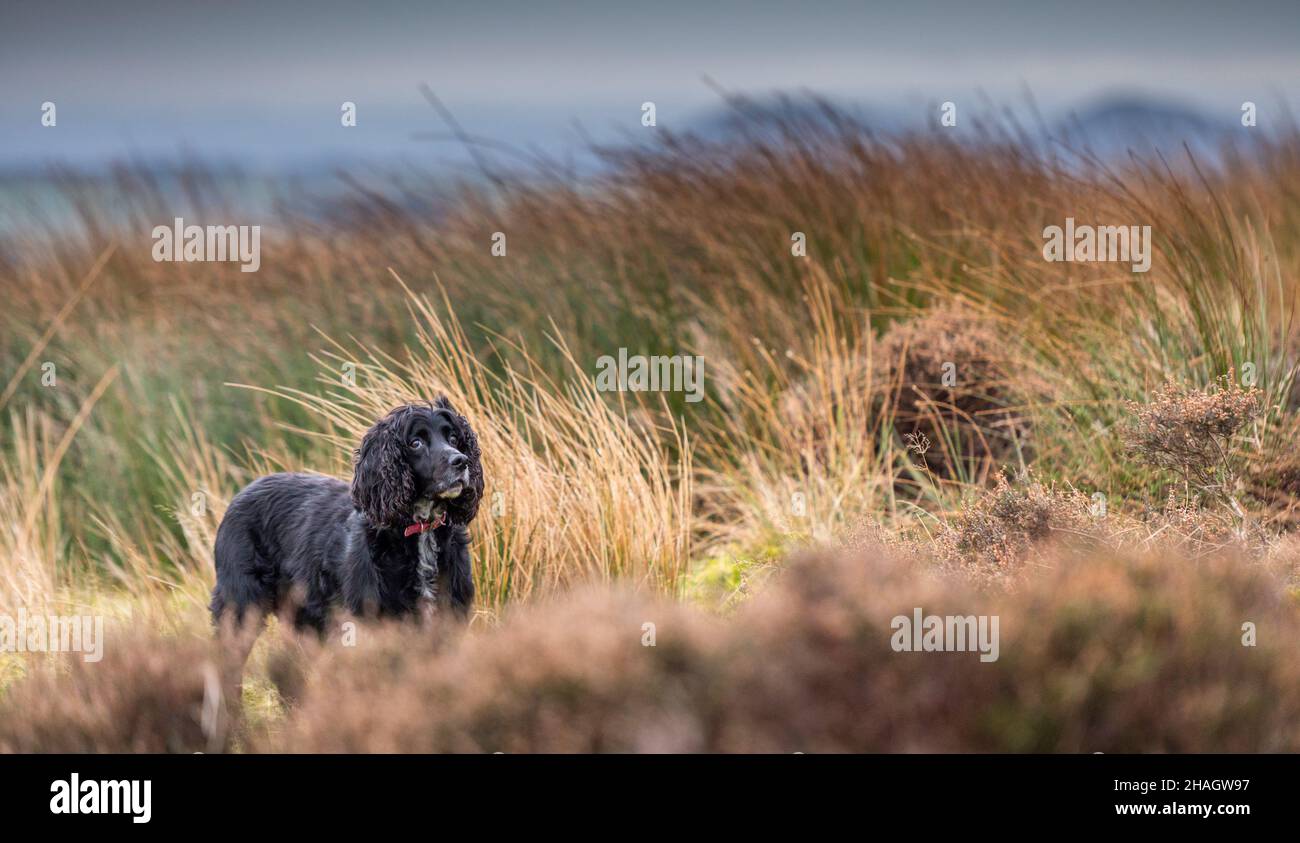 Lauder Moor, Scottish Borders, UK. 13th Dec, 2021. Bud, the working ...
