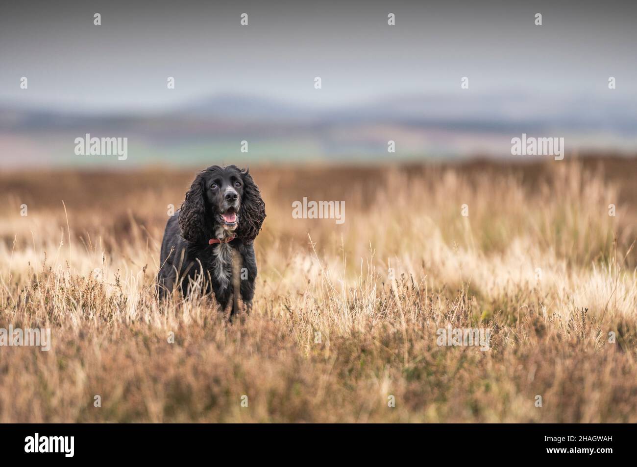 Lauder Moor, Scottish Borders, UK. 13th Dec, 2021. Bud, the working ...