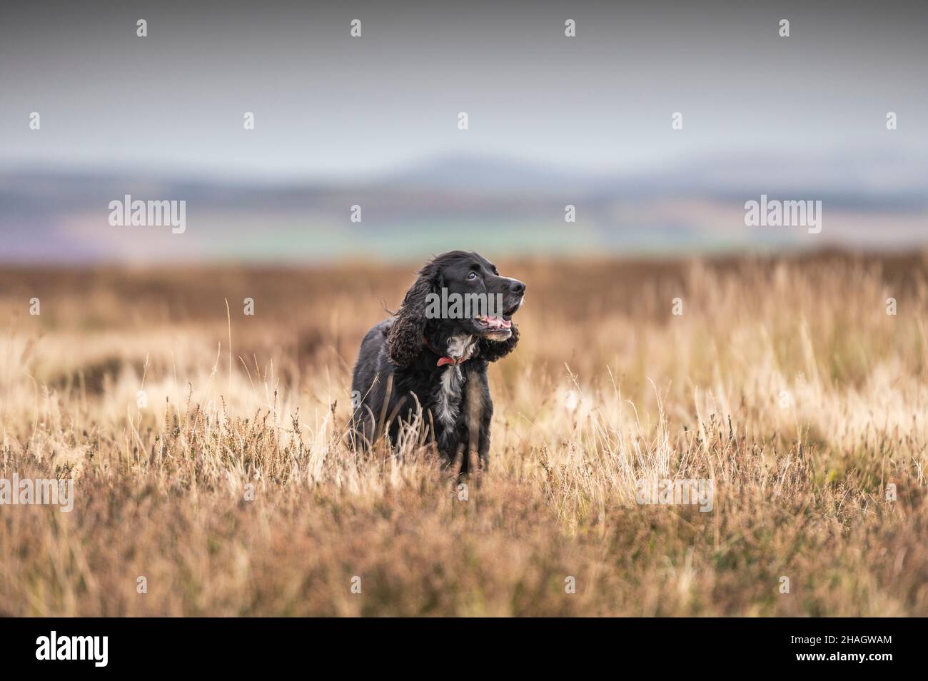 Lauder Moor, Scottish Borders, UK. 13th Dec, 2021. Bud, the working ...