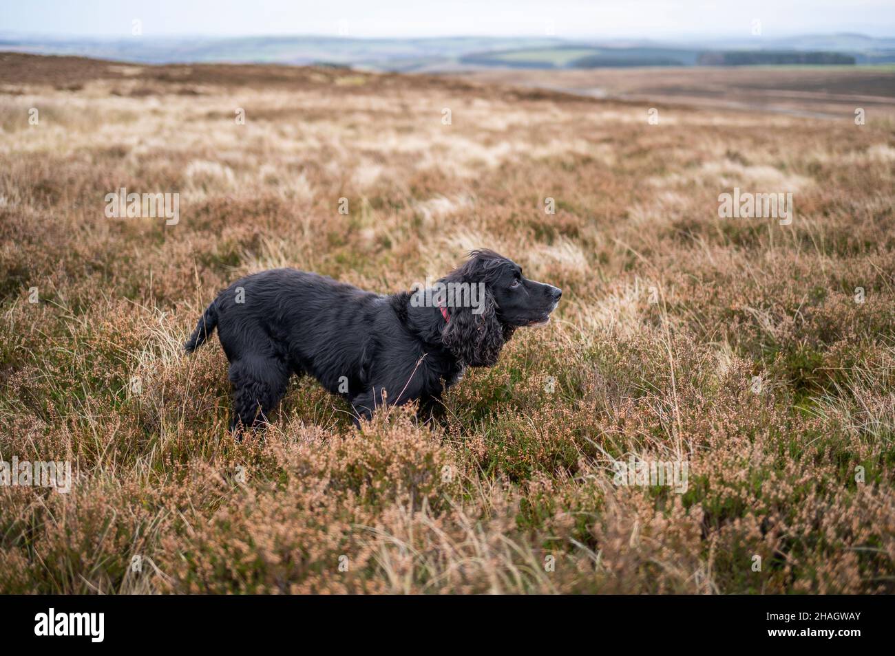 Lauder Moor, Scottish Borders, UK. 13th Dec, 2021. Bud, the working ...