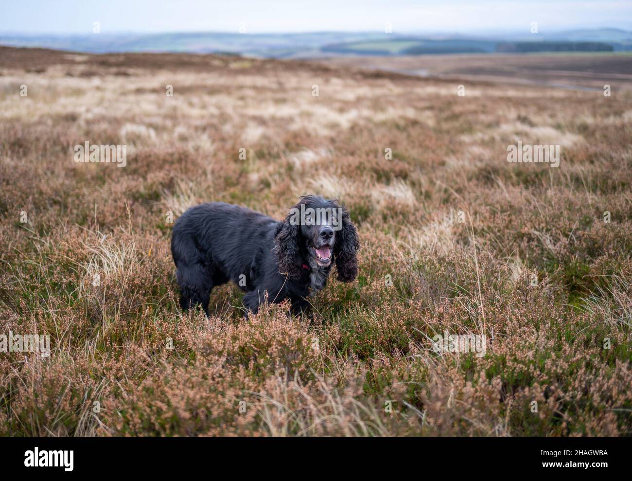Lauder Moor, Scottish Borders, UK. 13th Dec, 2021. Bud, the working ...