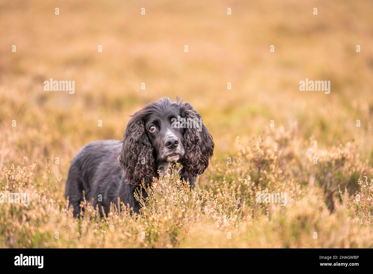 Lauder Moor, Scottish Borders, UK. 13th Dec, 2021. Bud, the working ...