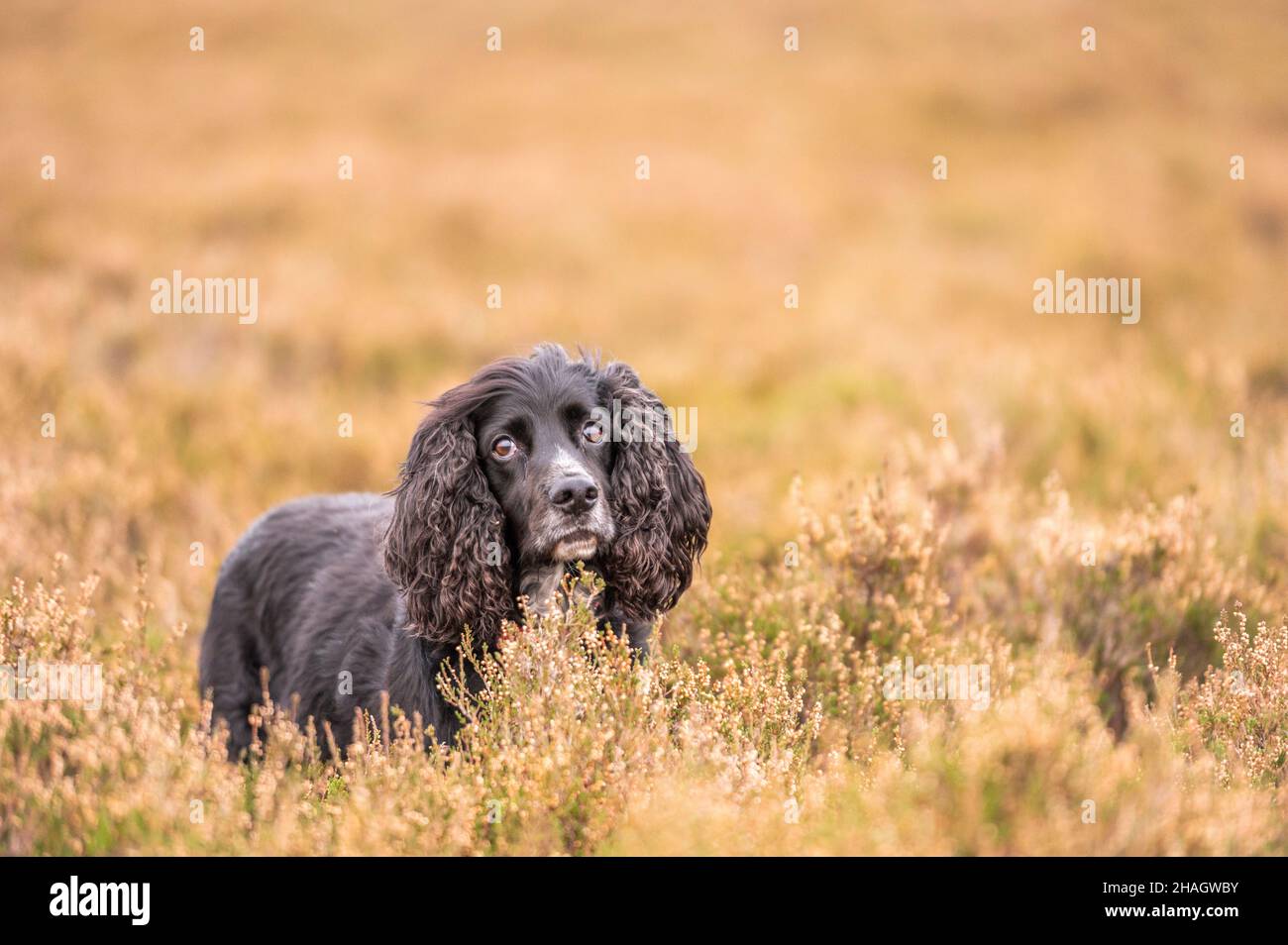 Lauder Moor, Scottish Borders, UK. 13th Dec, 2021. Bud, the working ...