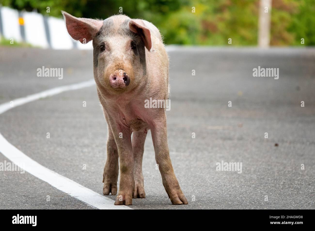 A pig walks on the road Stock Photo - Alamy