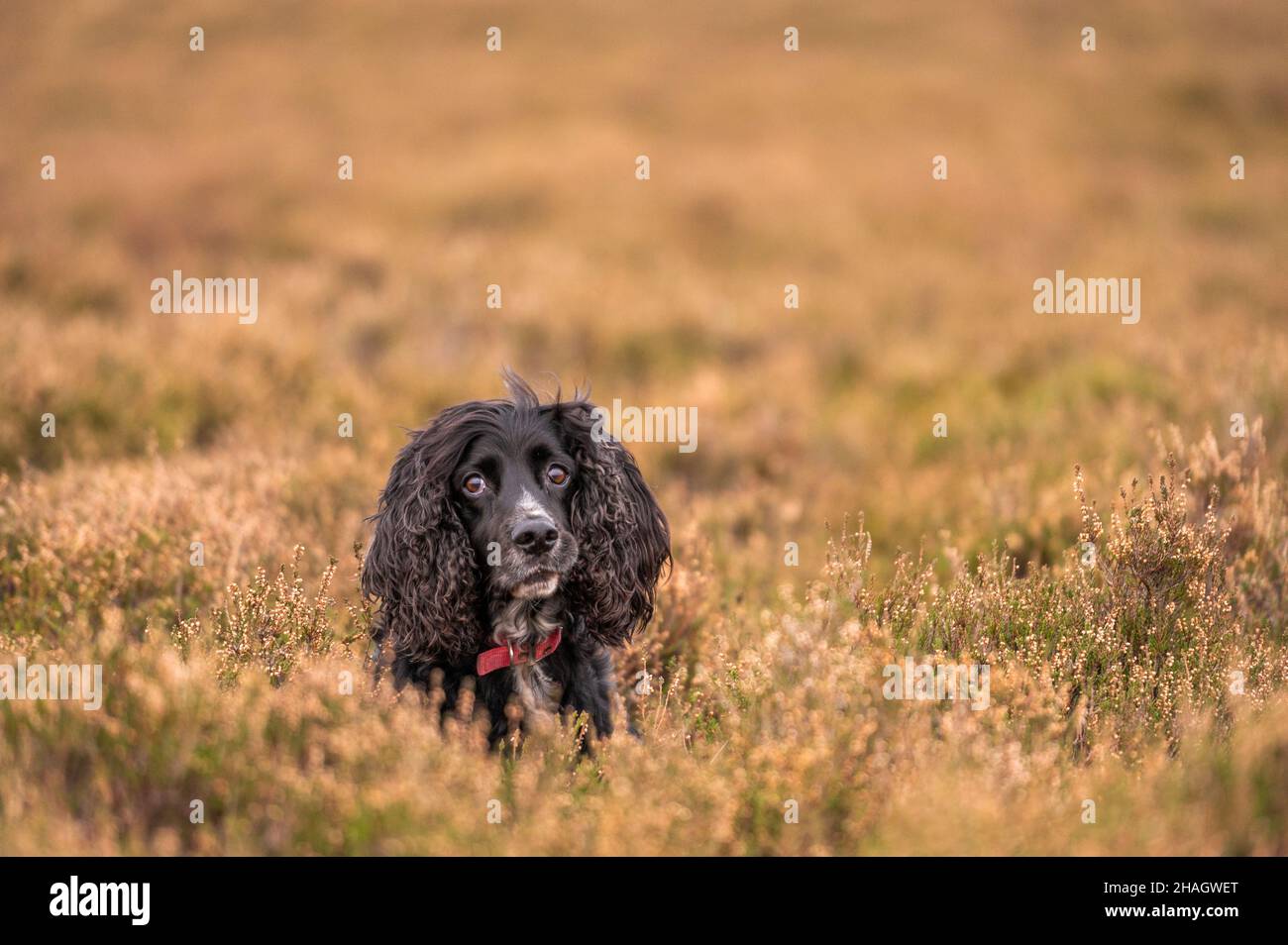 Lauder Moor, Scottish Borders, UK. 13th Dec, 2021. Bud, the working ...