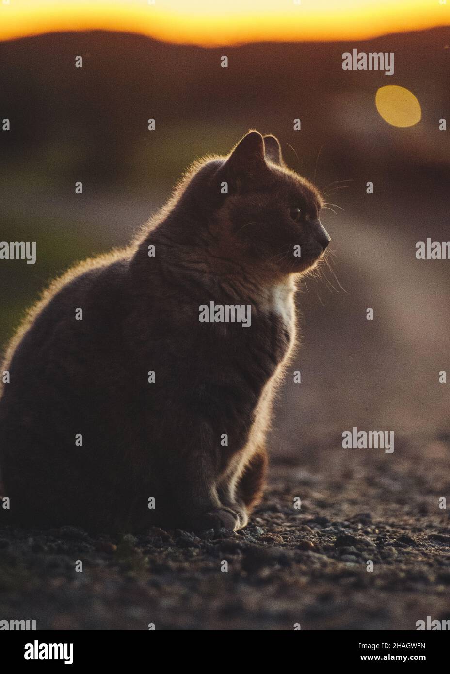Vertical closeup side view of a grey cat Stock Photo - Alamy