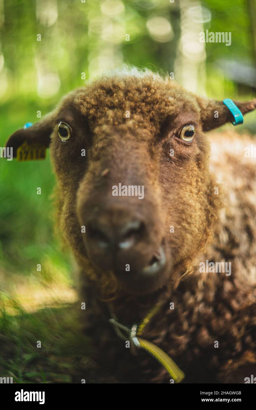 Vertical portrait of a brown sheep Stock Photo - Alamy