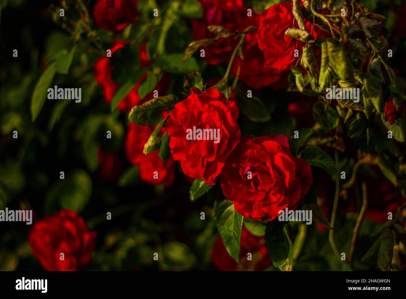 Closeup shot of red garden roses growing on a shrub Stock Photo - Alamy