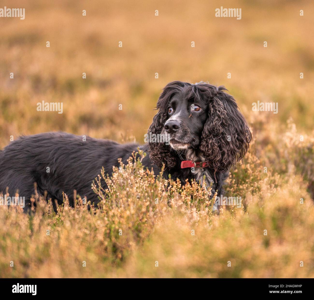 Lauder Moor, Scottish Borders, UK. 13th Dec, 2021. Bud, the working ...