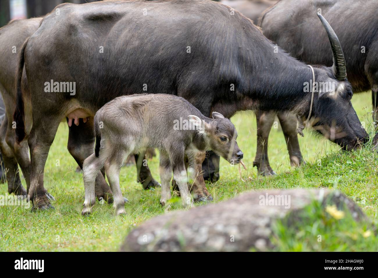 A large herd of wild water buffalo. Mother and Cute Newborn baby Stock ...