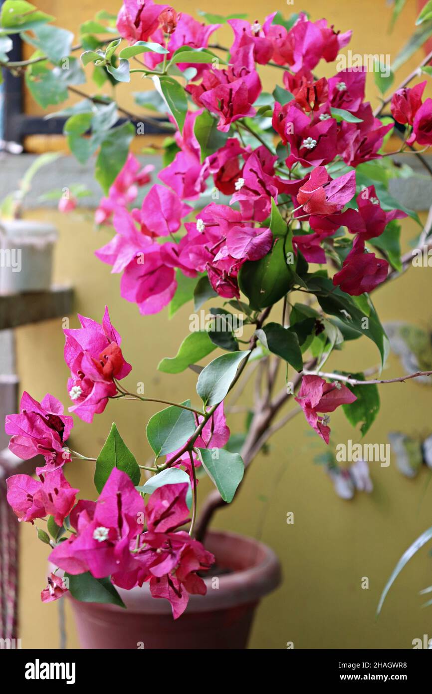 Pink bougainvillea blooms/plant in a flower pot/apartment balcony ...