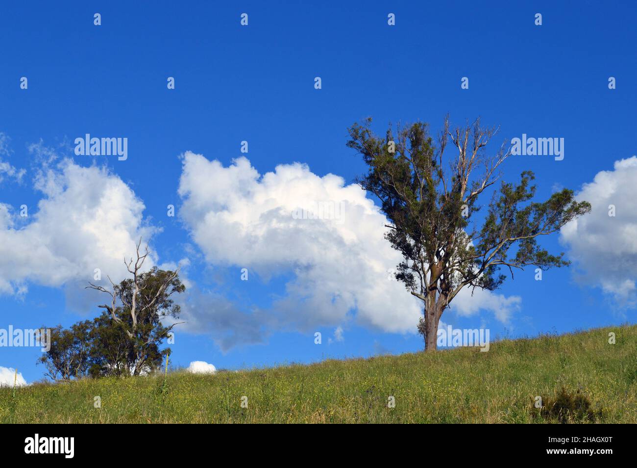 Trees on a green hillside in rural Australia Stock Photo - Alamy