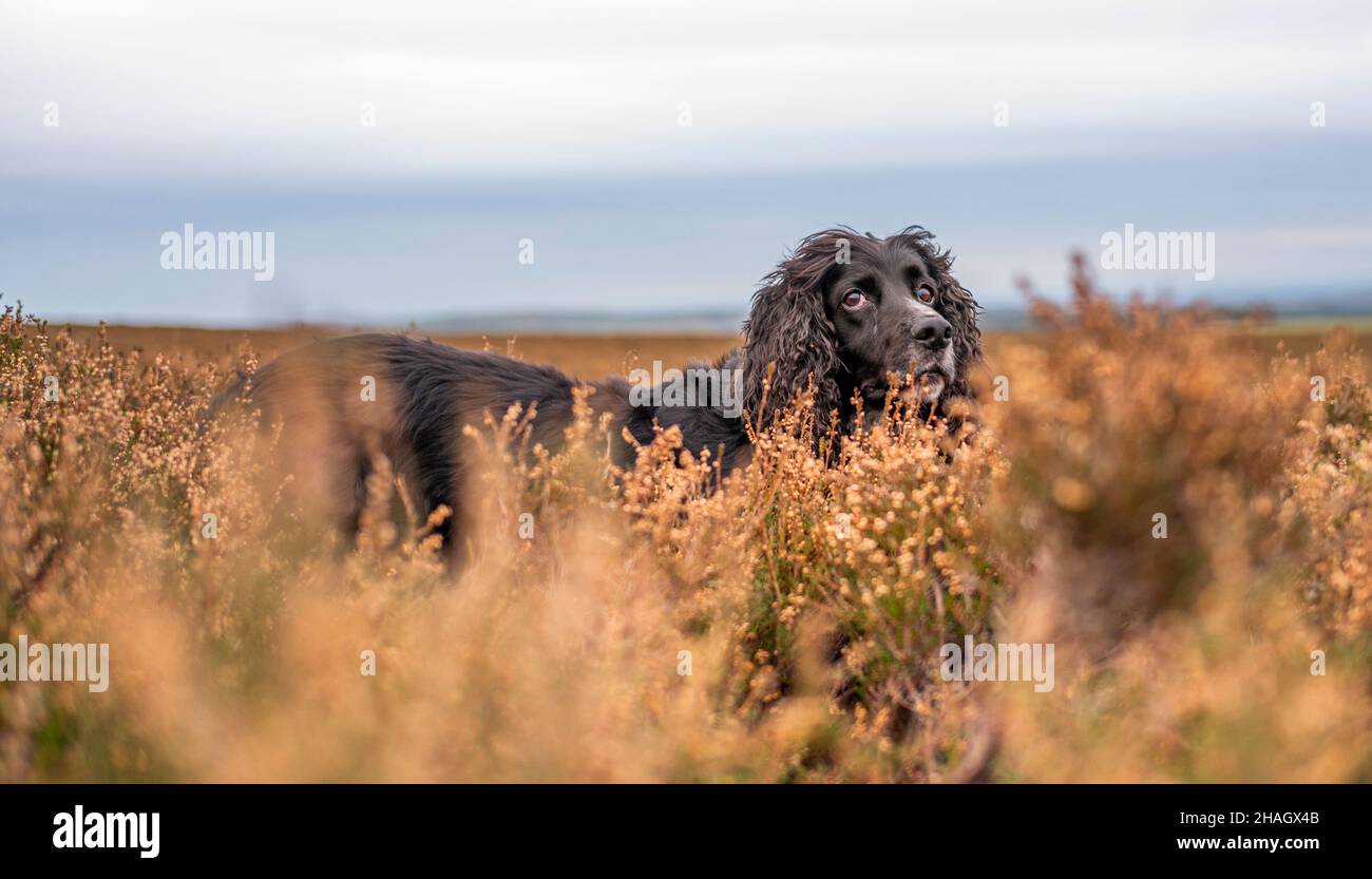 Lauder Moor, Scottish Borders, UK. 13th Dec, 2021. Bud, the working ...
