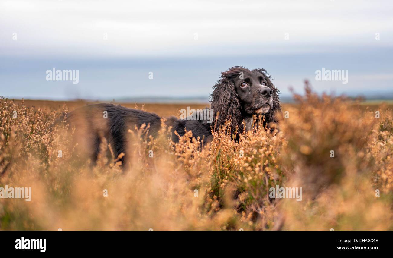 Lauder Moor, Scottish Borders, UK. 13th Dec, 2021. Bud, the working ...