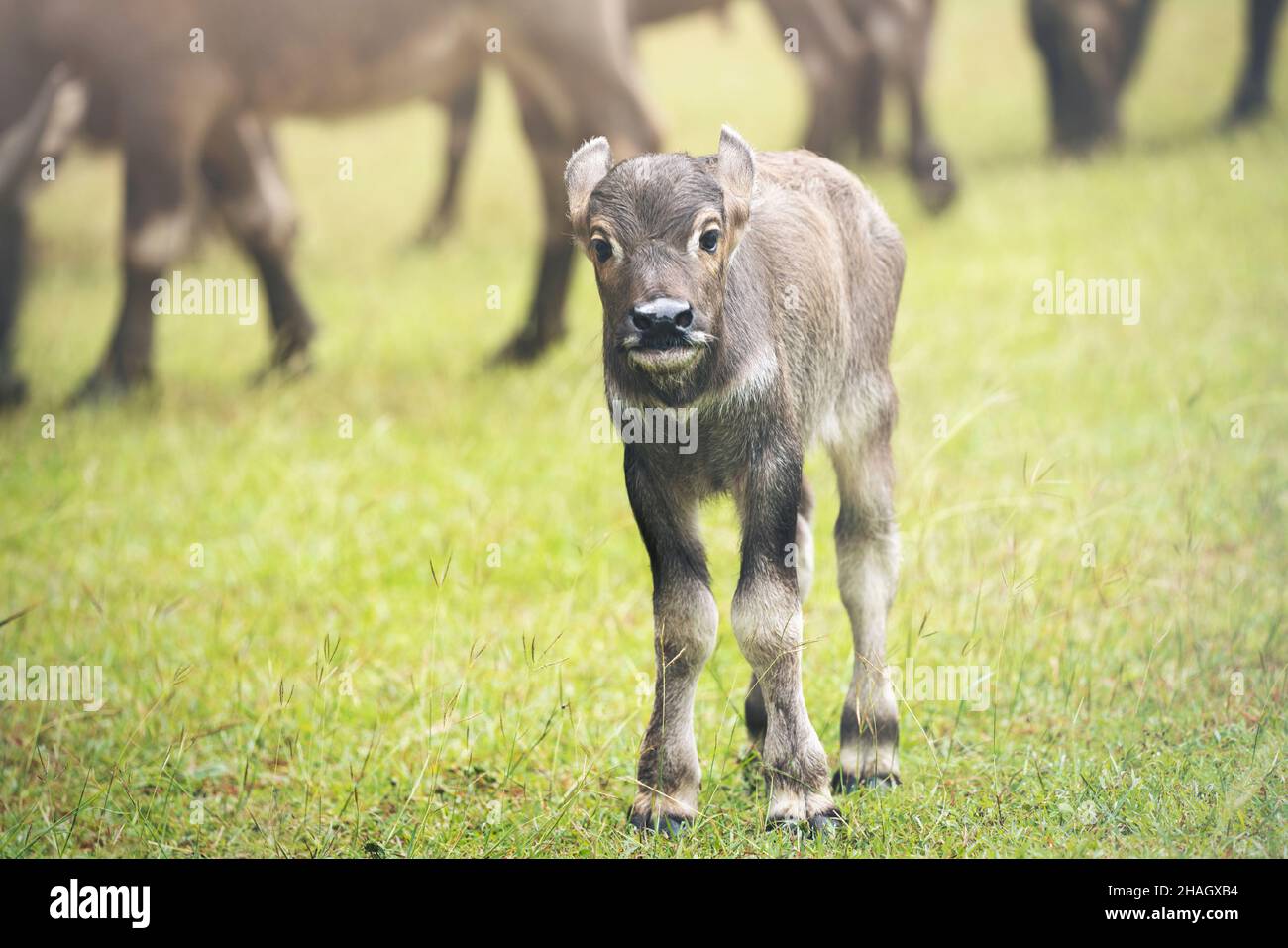 A large herd of wild water buffalo. Mother and Cute Newborn baby Stock ...