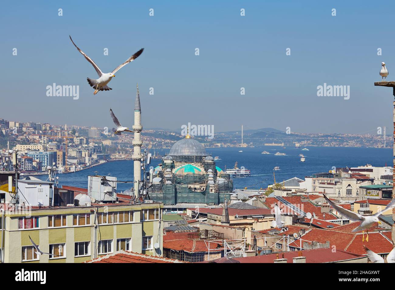 View of the Bosphorus Bay from the roof. Red roofs of Istanbul. Gulls ...