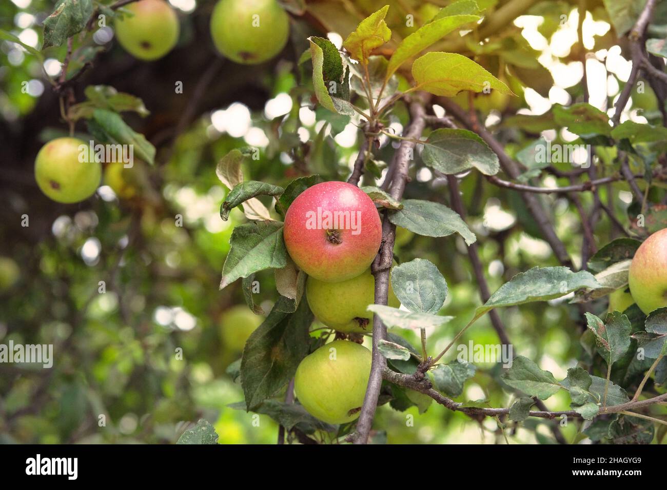 Harvesting apples orchard hi-res stock photography and images - Alamy