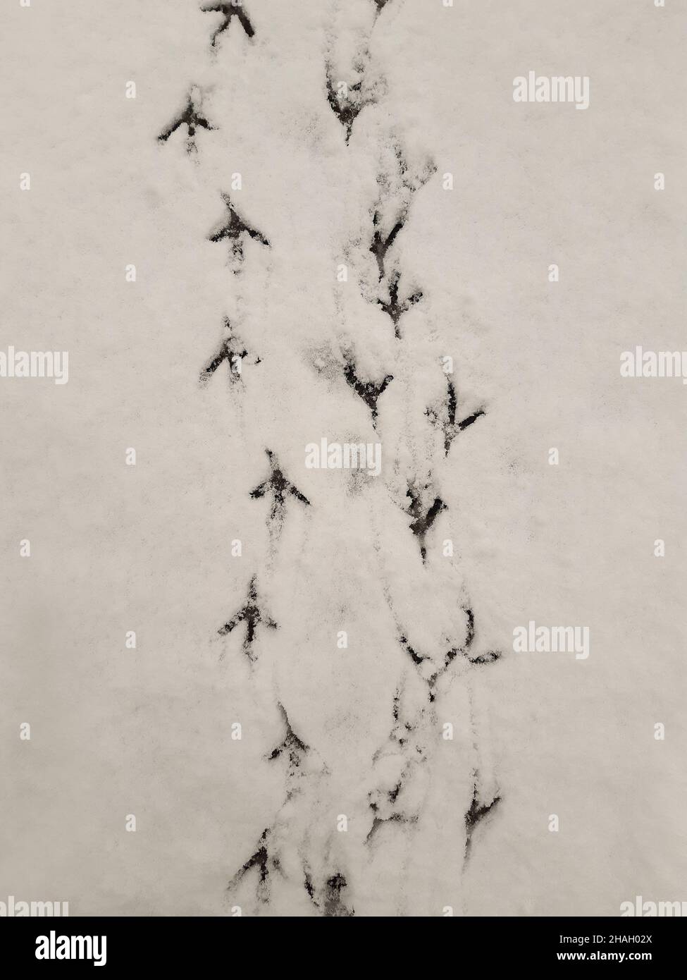 Many deep footprints of birds on white snow for the whole frame Stock ...