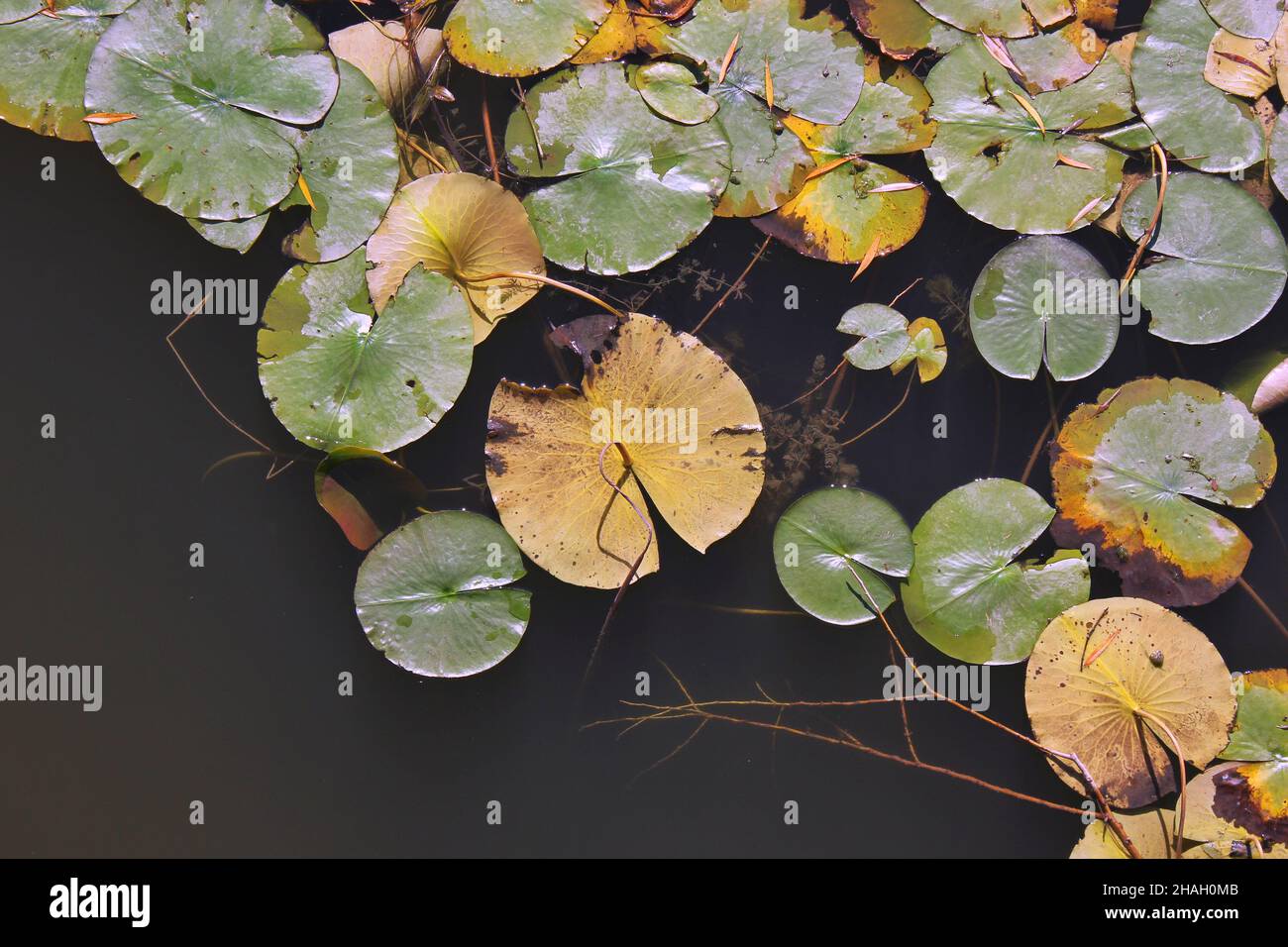 Lush green lily pads floating on the surface of the lily pool Stock ...